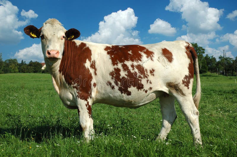 Landscape with One Young Cow Stock Image - Image of barren, clouds ...