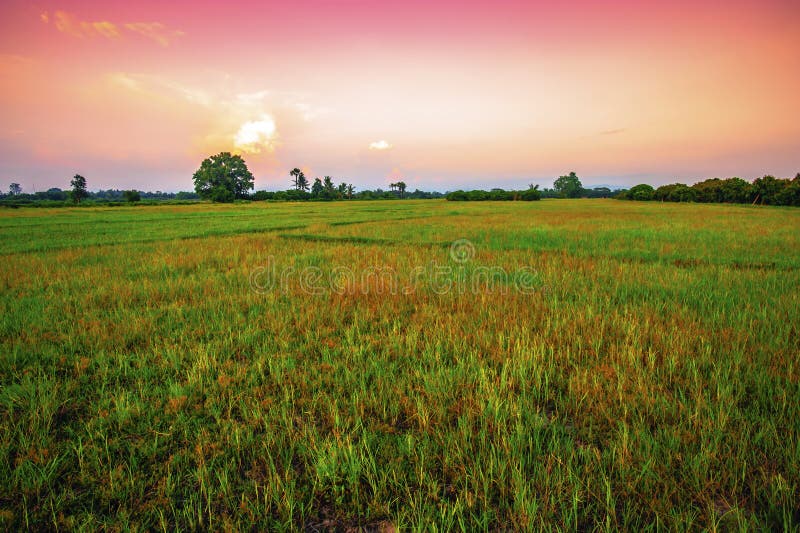 Landscape of Open Field in Evening Time Stock Photo - Image of ...