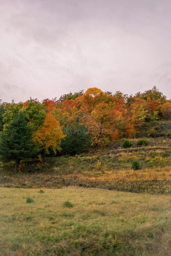 Landscape of Orange Autumn Trees Stock Photo - Image of foliage ...