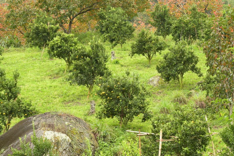 Landscape of orange trees stock image. Image of leaf - 106181457
