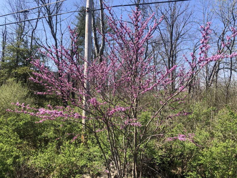 Landscape and Outdoor Pictures in PA Stock Photo - Image of outdoor ...