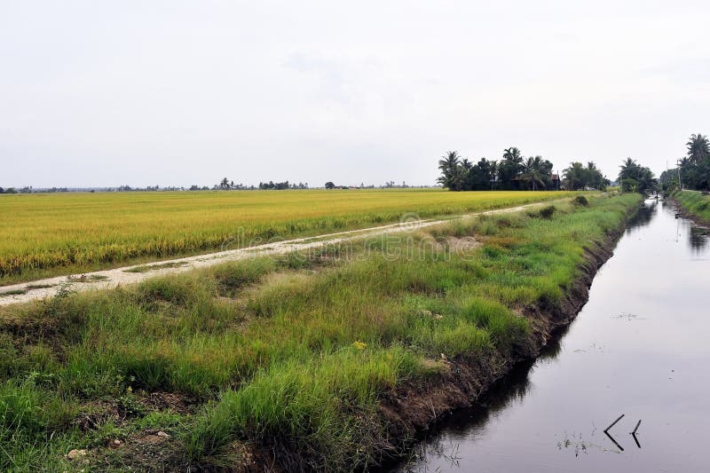 Landscape of Paddy Field stock image. Image of seed, plot - 7568117