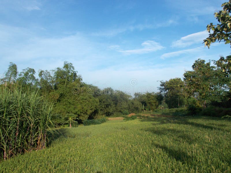 Landscape on Paddy Field and River Stock Image - Image of meadow, paddy ...
