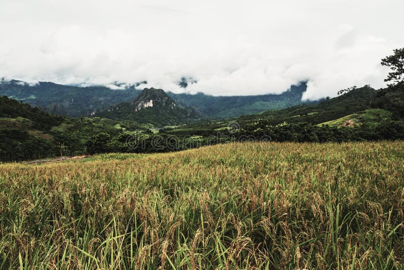Landscape Paddy Field and Small River Stock Photo - Image of botany ...