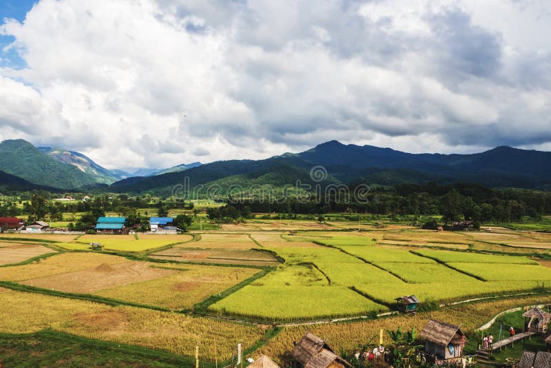 Landscape Paddy Field and Small River Stock Photo - Image of botany ...