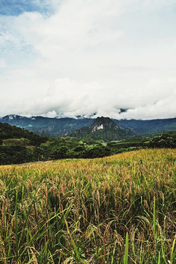 Landscape Paddy rice field stock photo. Image of agriculture - 131943830