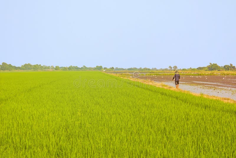 Rice field with farmer stock photo. Image of farming - 159717392