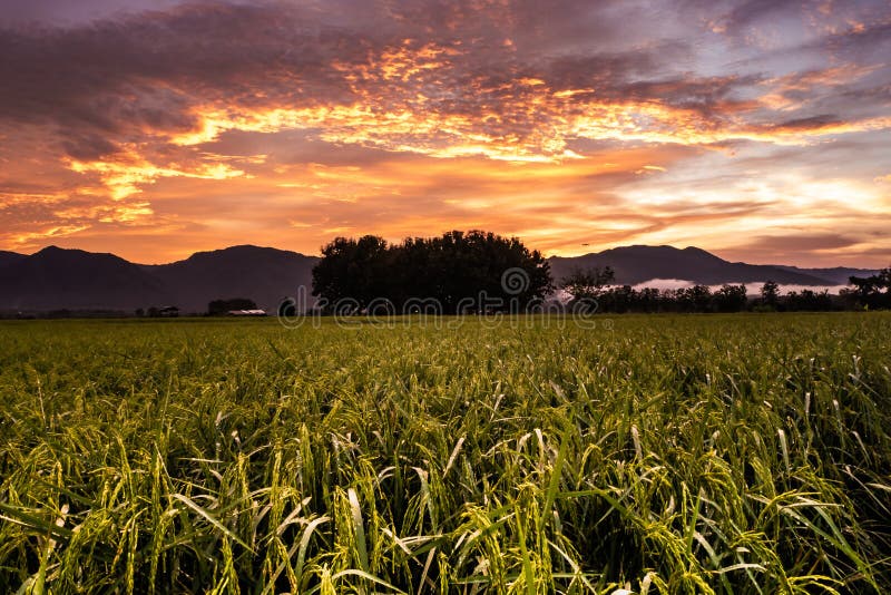 Landscape Paddy Field and Small River Stock Photo - Image of botany ...