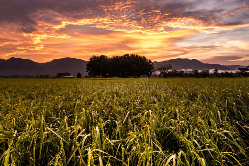 Landscape Paddy Field and Small River Stock Photo - Image of botany ...