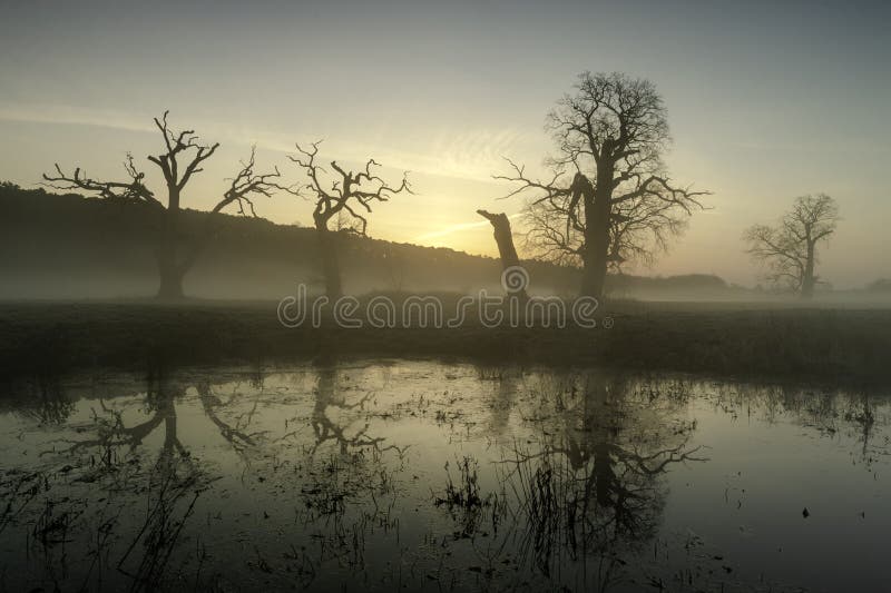 Landscape in the Park. Old Trees Stock Photo - Image of landscape ...
