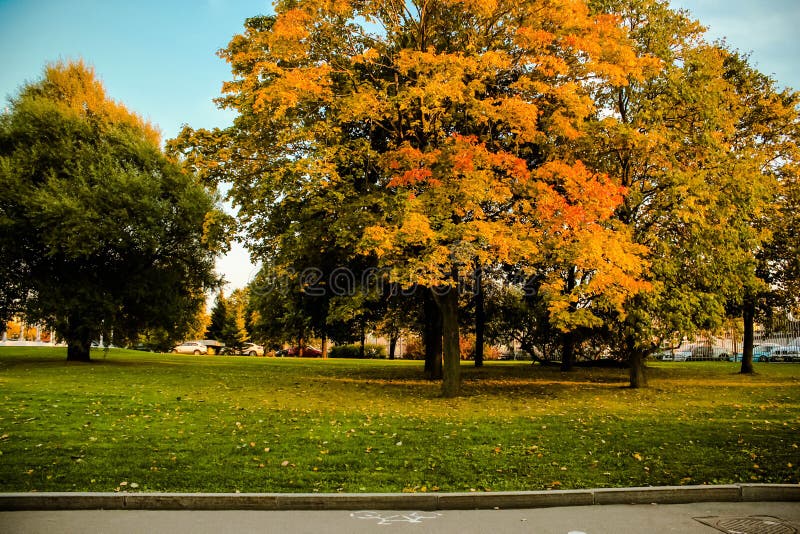 Landscape in the Park, Tree with Yellowing Leaves Stock Photo - Image ...