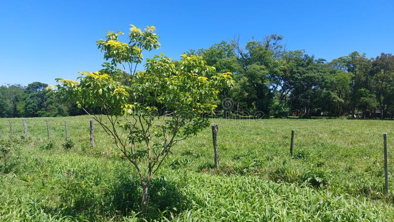 Landscape with Pasture Fence and Small Bush Stock Photo - Image of ...