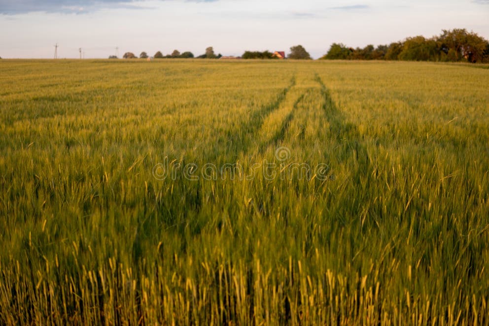 Path in the field stock photo. Image of agriculture - 124362496
