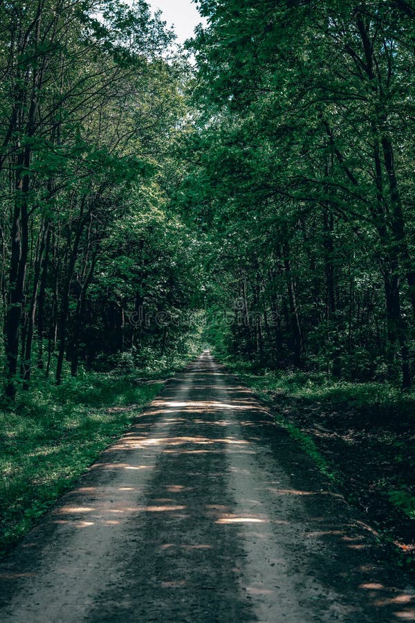 A Landscape with a Path in the Forest Stock Photo - Image of autumn ...
