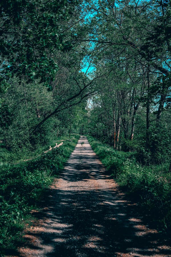 A Landscape with a Path in the Forest Stock Photo - Image of forest ...