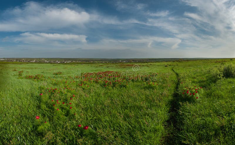 Landscape with Path through a Green Meadow Stock Image - Image of ...