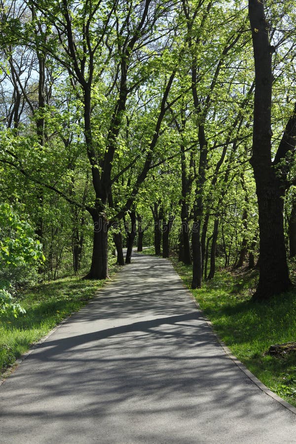 Landscape with a Path in the Park Stock Photo - Image of forest, season ...