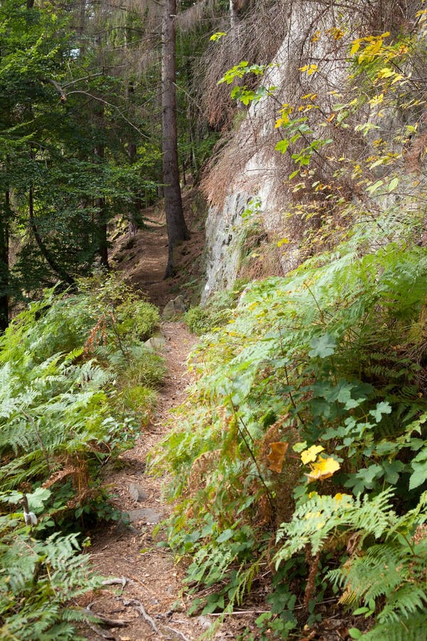 Landscape with a Path between the Rocks and Ferns Stock Photo - Image ...
