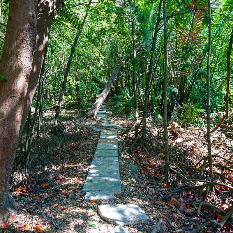 A pathway in the forest stock image. Image of pathway - 196583425