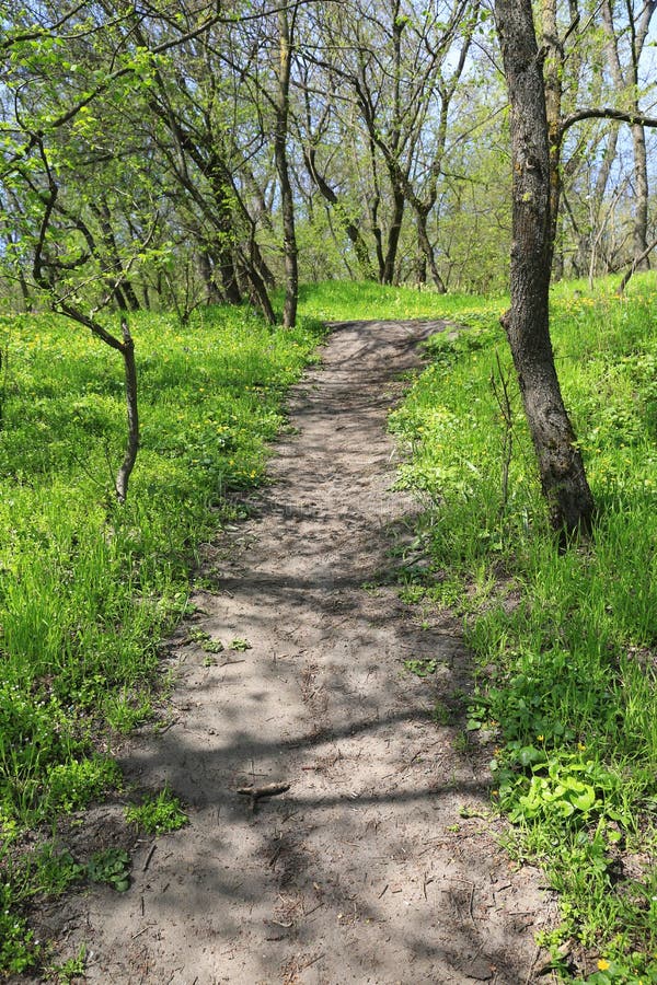 Pathway in forest stock image. Image of sunny, sunlight - 116166893