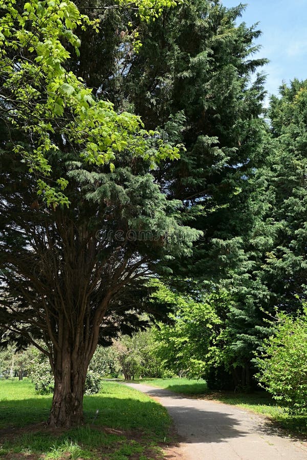 Landscape with Pathway in the Spring Park, Surrounded by Various ...