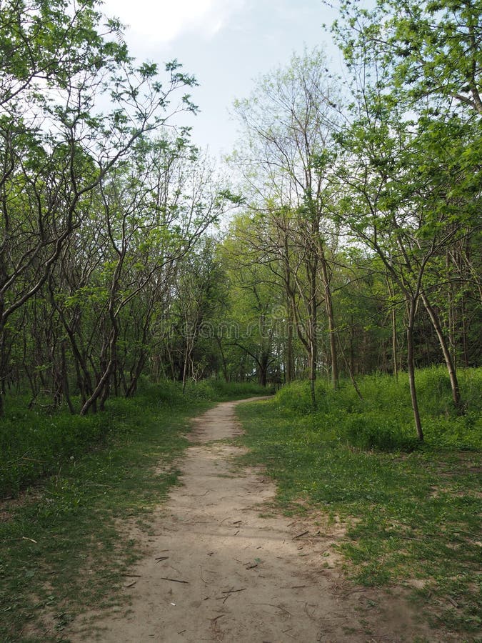 Landscape with a Pathway Surrounded by Trees and Greenery Stock Photo ...
