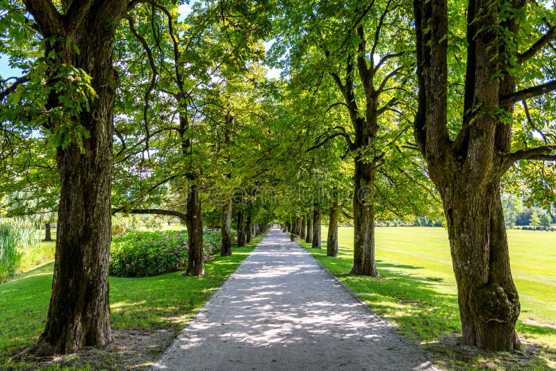 Landscape of Pathway Surrounded with Trees in a Park Under a Sunlight ...