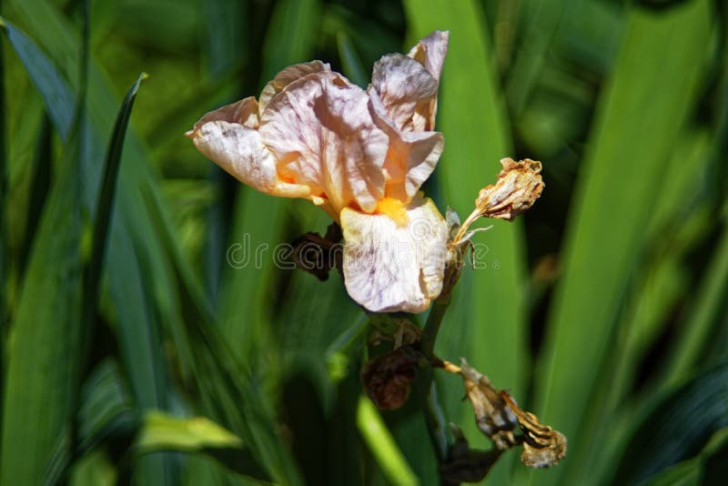 Landscape of a Peaceful Pre-war Sky in Ukraine on a Quiet Field Stock ...