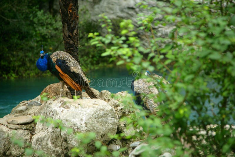 Landscape with peacock stock image. Image of life, beauty - 8371859