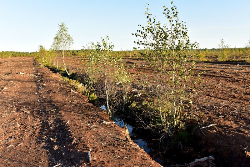 Landscape on Peatlands Where Being Development of the Peat. Drainage of ...