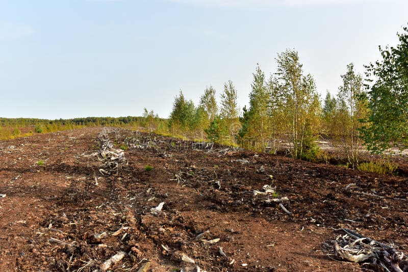 Landscape on Peatlands Where Being Development of the Peat. Drainage of ...