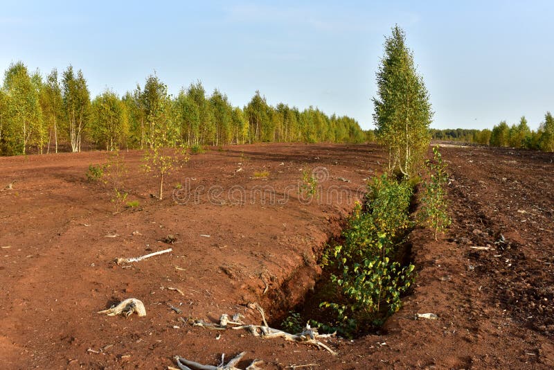 Landscape on Peatlands Where Being Development of the Peat. Drainage of ...