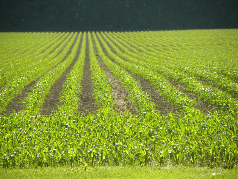Landscape stock photo. Image of rows, perfect, sweetcorn - 115423060