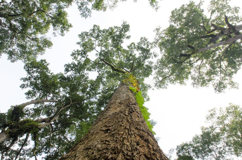 Tree Top View with Clipping Path Stock Image - Image of rain, clipping ...
