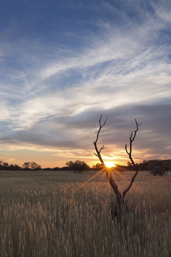 Landscape Photo of a Dead Silhouette Tree at Sunset with Blue Sk Stock ...