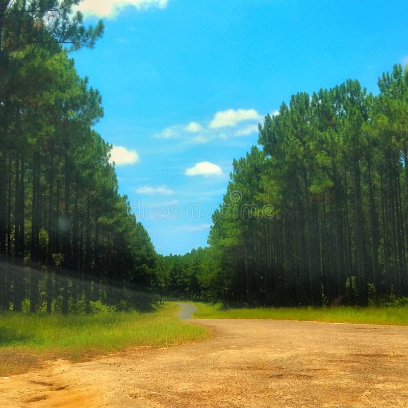 Beautiful Landscape Photography Pine Trees Stock Photo - Image of view ...