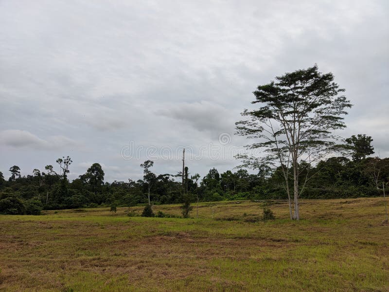 Landscape Photography, Forest and Meadows Stock Photo - Image of ...