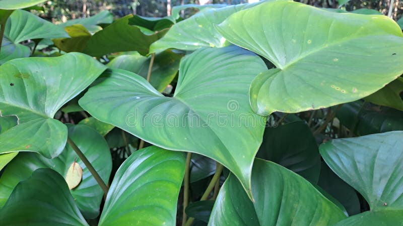 Landscape Photography of Nature Big Leaf Stock Image - Image of tropics ...