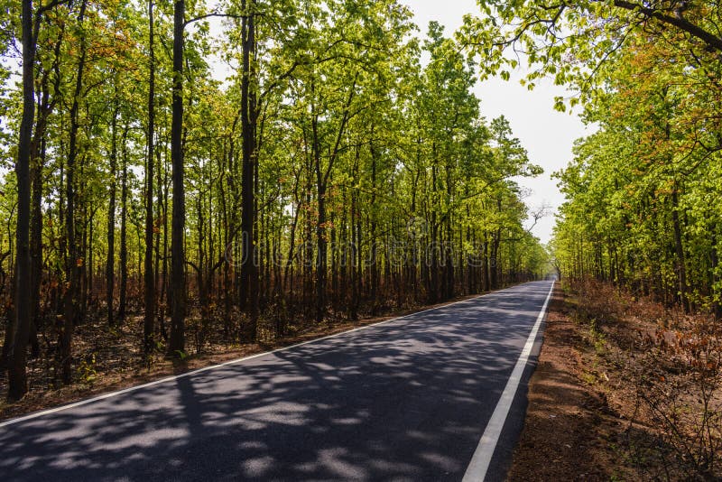 State Highway through the Forest Stock Photo - Image of park, journey ...