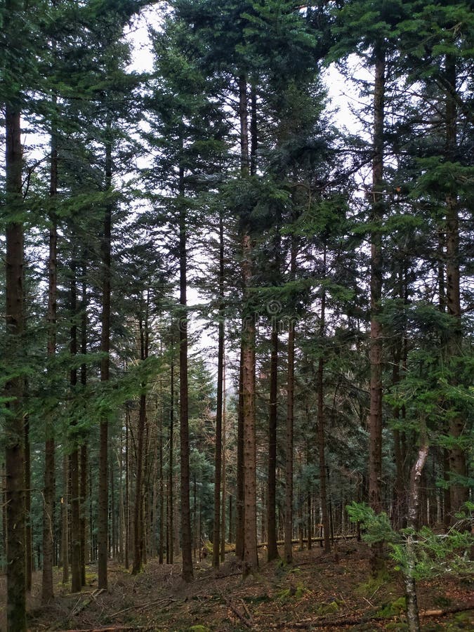 Dense and deep forest stock image. Image of trunk, outdoor - 211197235