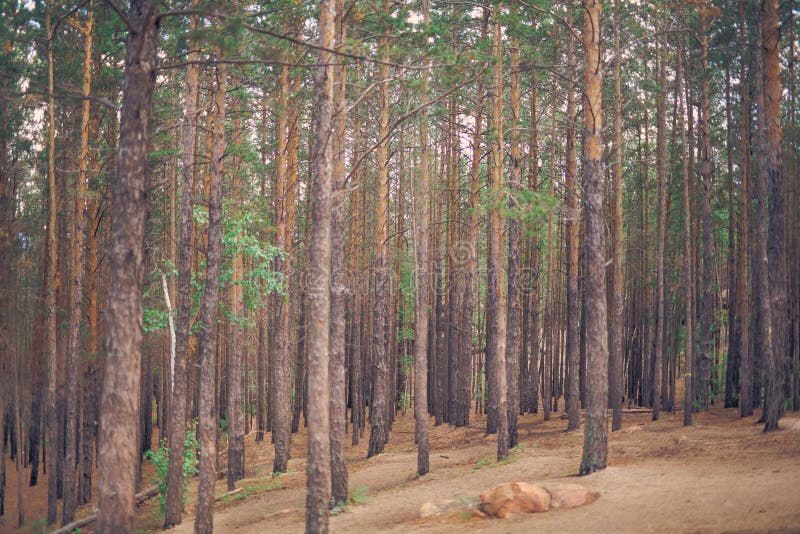 Landscape of pine forest stock image. Image of abstract - 65538391