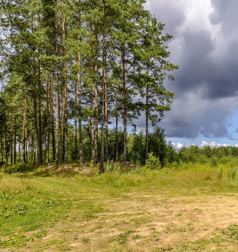 Landscape with a Pine Forest and a Country Road Stock Image - Image of ...