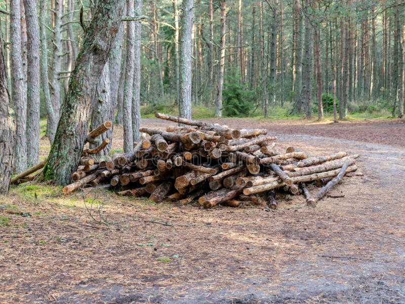 Mystical Curved Trunks Stock Photos - Free & Royalty-Free Stock Photos ...