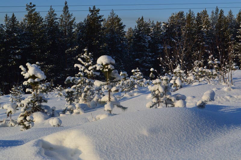 Landscape with Pine Forest in February Stock Image - Image of pine ...
