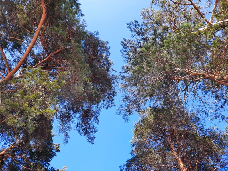Landscape. Pine, Snow Forest in Winter in February Stock Photo - Image ...