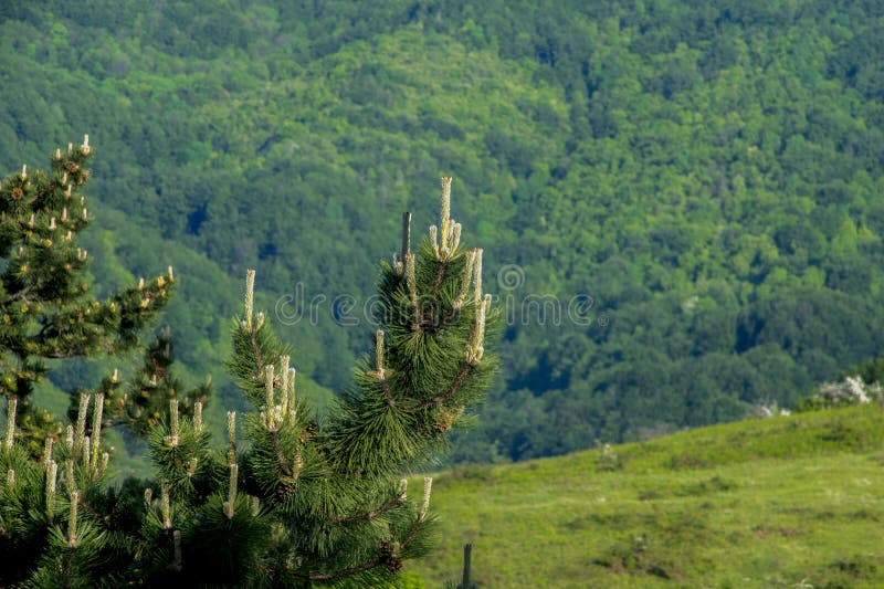 Landscape of Pine Tree and Forests Romania Stock Image - Image of ...
