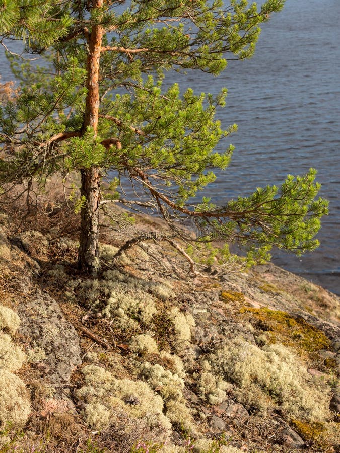 Landscape with a pine tree stock photo. Image of tree - 261174438