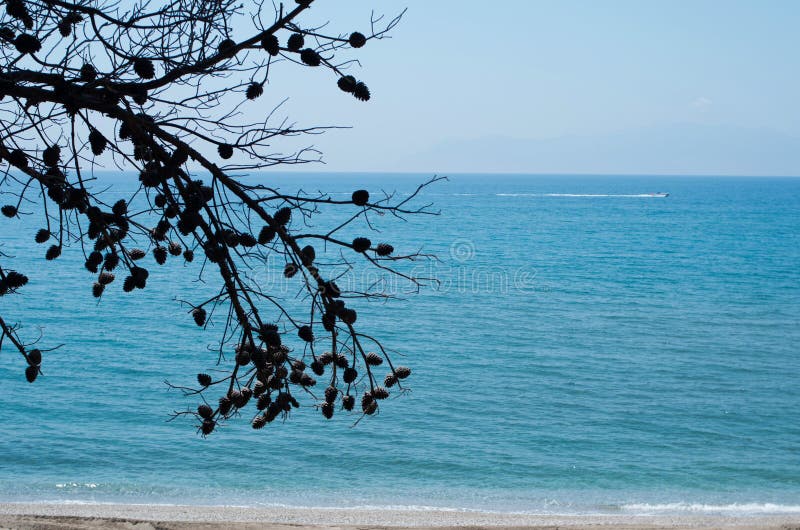 Pine tree near sea stock photo. Image of korea, coast - 13273312