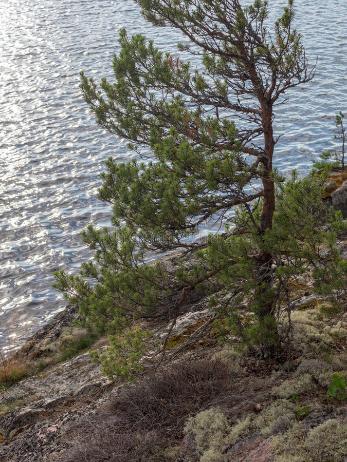 Pine Tree on a Rock by the Water Stock Image - Image of blue, nature ...
