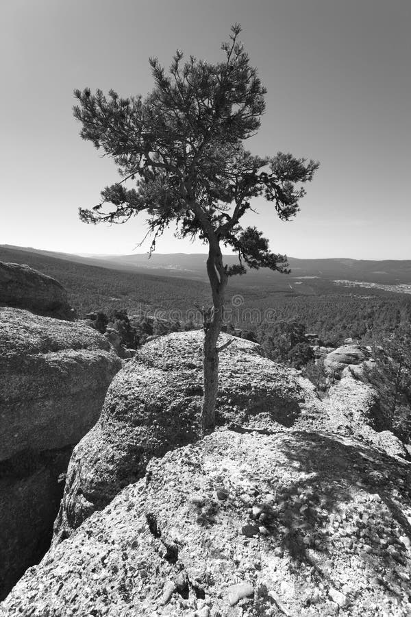 Landscape with Pine Tree between Rocks in Soria, Spain Stock Photo ...